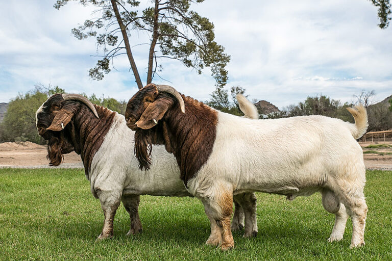 Goats – Fremax Livestock